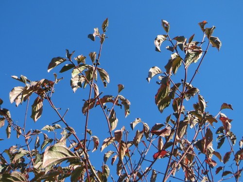 Puedes Regar En Exceso Un Cornejo