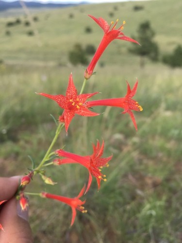 How to Plant and Grow Scarlet gilia(Ipomopsis aggregata)