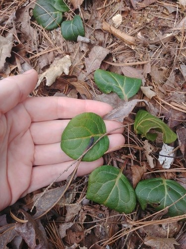 Pyrola americana - PictureThis