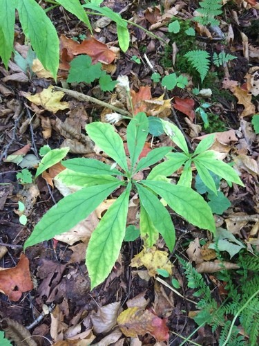 Aster verticilo (Oclemena acuminata) - PictureThis