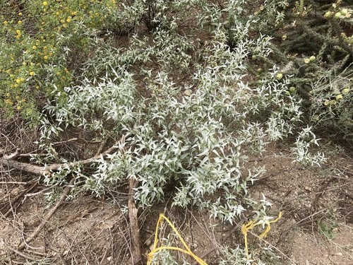 Triangle Leaf Bursage