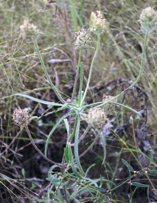Sand plantain (Plantago arenaria) Flower, Leaf, Care, Uses - PictureThis