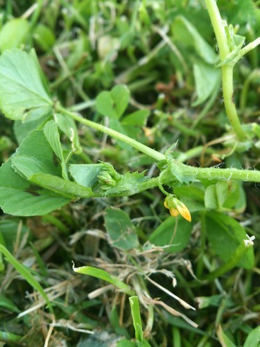 Spotted medick (Medicago arabica) Flower, Leaf, Care, Uses - PictureThis