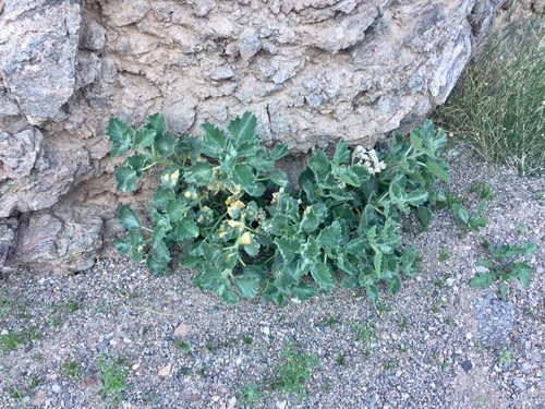 Loasa (Loasaceae) Flower, Leaf, Care, Uses - PictureThis