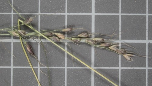 Speargrass (Piptochaetium) Flower, Leaf, Care, Uses - PictureThis