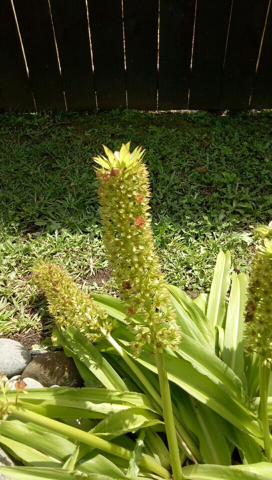 Eucomis comosa - PictureThis