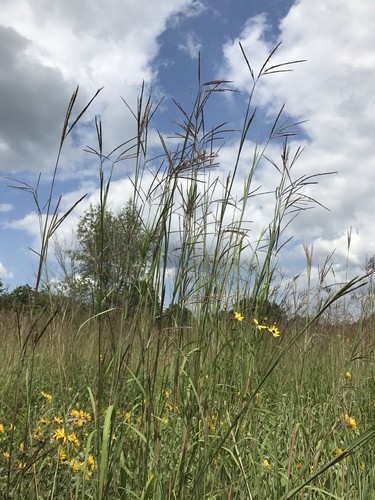 Pasto tallo azul (Andropogon gerardii) - PictureThis