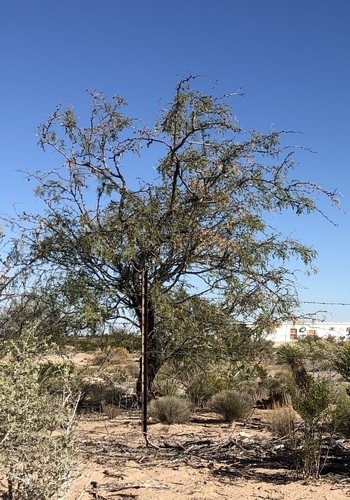 Mezquite dulce (Prosopis glandulosa) - PictureThis