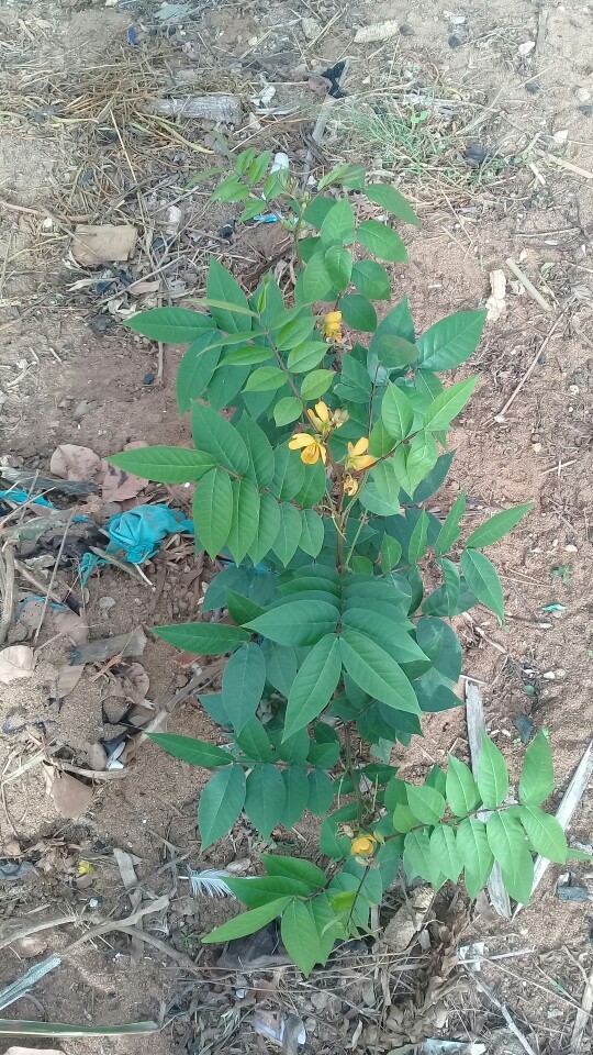 Candelilla chica (Senna occidentalis) - PictureThis