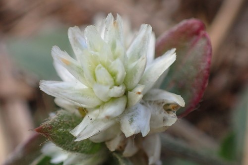 Arrasa con todo (Gomphrena serrata) - PictureThis