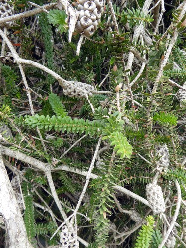 Dotted melaleuca (Melaleuca diosmifolia) Flower, Leaf, Care, Uses ...