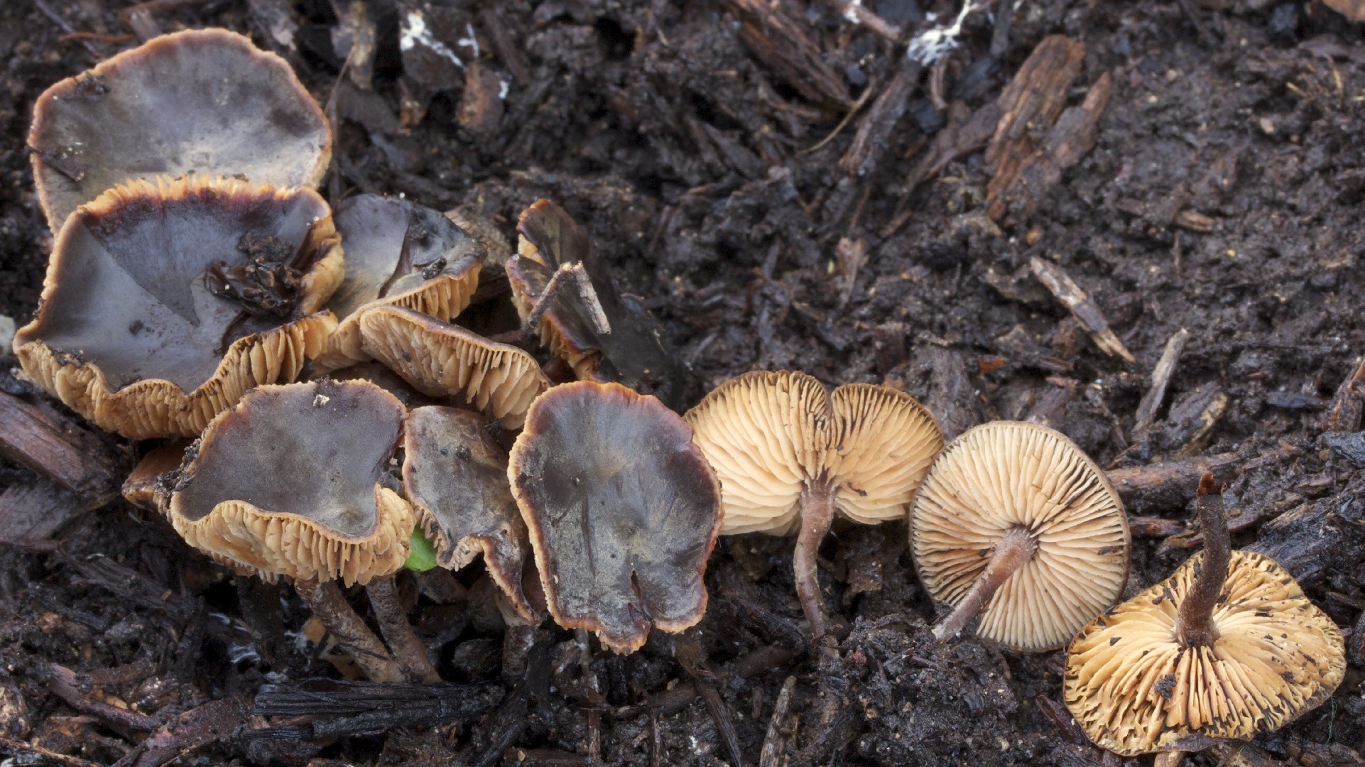 Macrocystidia cucumis - PictureThis