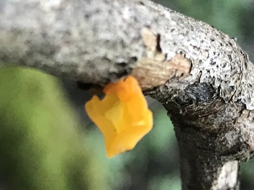 Tremella Flower, Leaf, Care, Uses - PictureThis