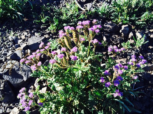 Waterleaf (Hydrophyllaceae) Flower, Leaf, Care, Uses - PictureThis