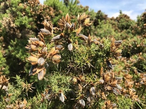 Tojo (Ulex europaeus) - PictureThis
