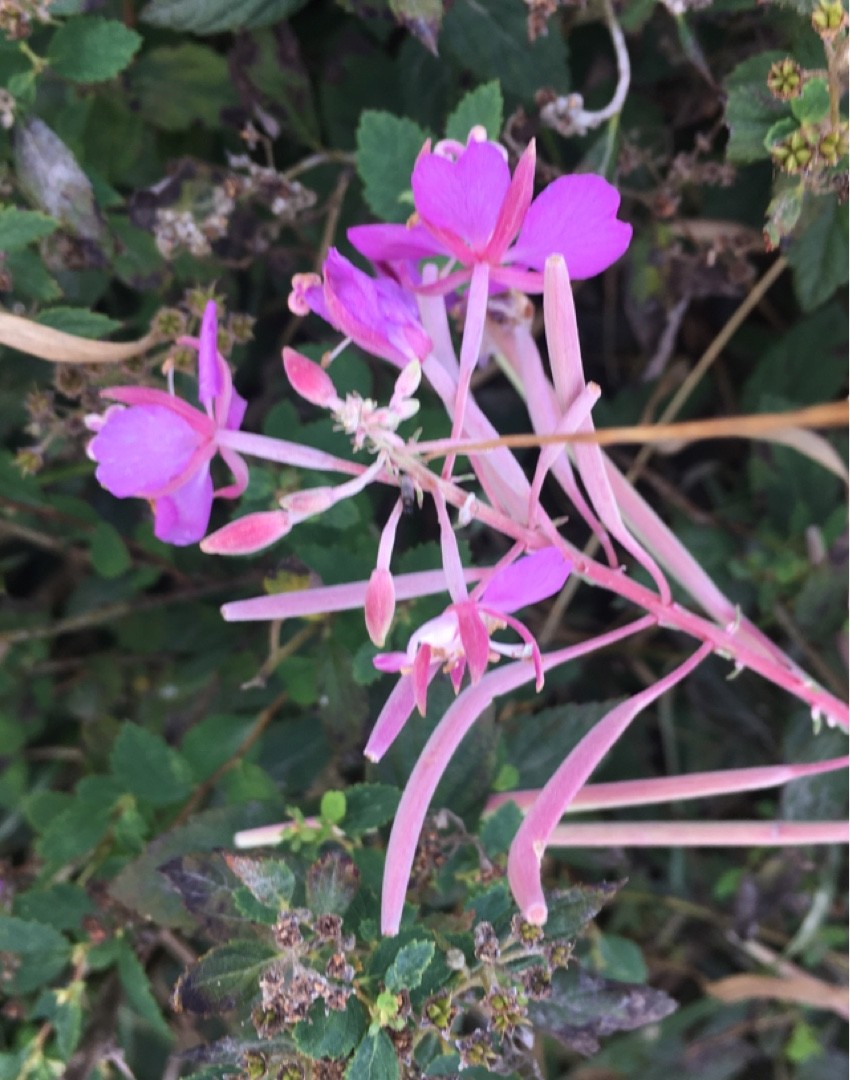 Epilóbio (Epilobium angustifolium) - PictureThis