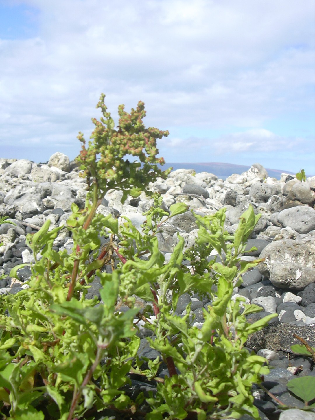 How to Plant and Grow Nettle-leaved goosefoot(Chenopodiastrum murale)