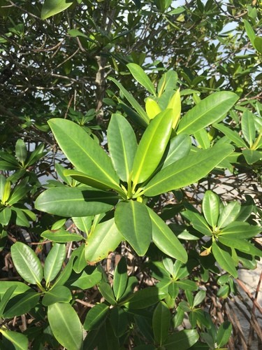 Mangle rojo (Rhizophora mangle) - PictureThis