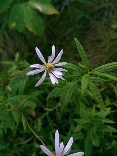 Oclemena nemoralis - PictureThis