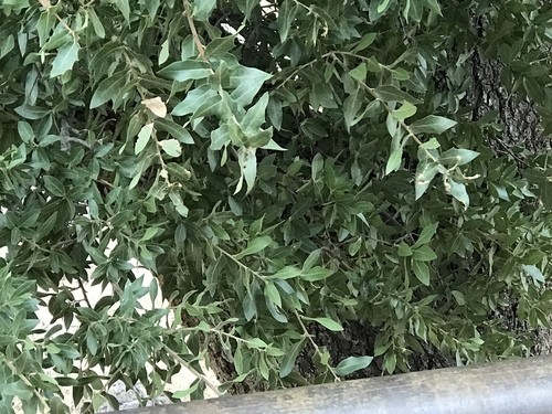 Encino prieto (Quercus emoryi) - PictureThis