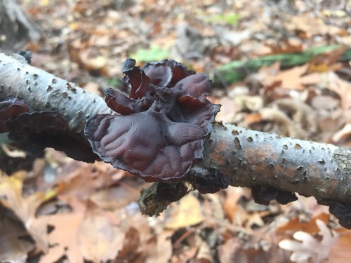 Jelly Tree Ear (Auricularia americana) Flower, Leaf, Care, Uses ...