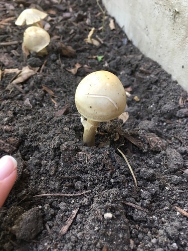 Spring fieldcap (Agrocybe praecox) Flower, Leaf, Care, Uses - PictureThis