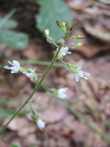 Hierba de la bruja (Circaea lutetiana) - PictureThis