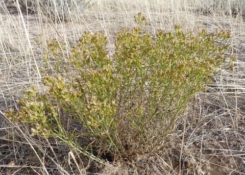 Broom snakeweed (Gutierrezia sarothrae) Flower, Leaf, Care, Uses ...