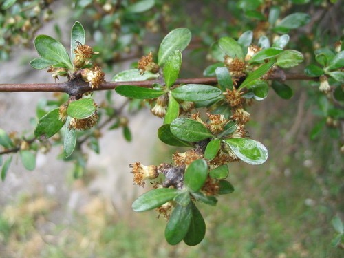 Small-leaved tree daisy Care (Watering, Fertilize, Pruning, Propagation ...