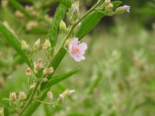 Sphaeralcea angustifolia - PictureThis