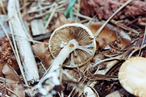 Spring fieldcap (Agrocybe praecox) Flower, Leaf, Care, Uses - PictureThis