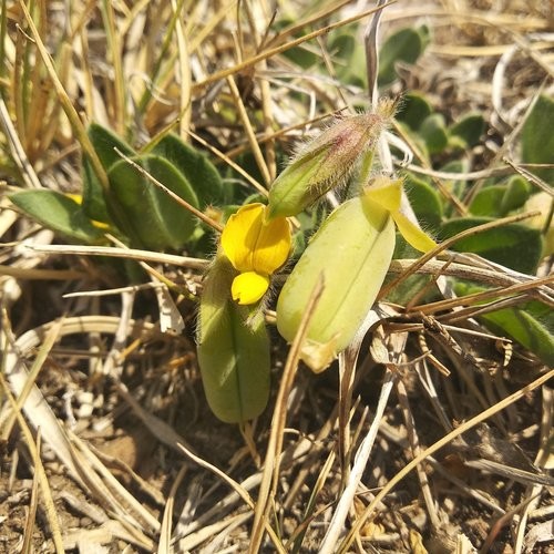 Crotalaria rotundifolia - PictureThis
