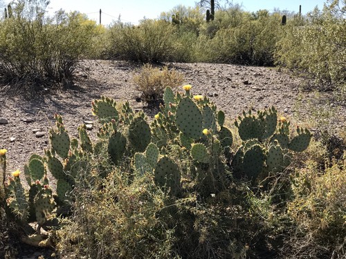 Nopal cuijo (Opuntia engelmannii) - PictureThis