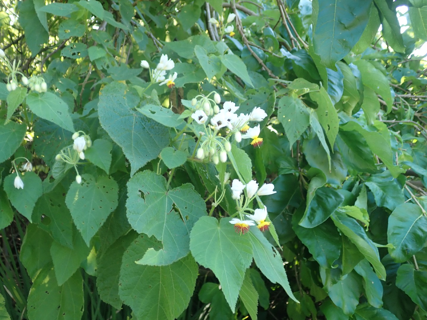 Algodón Africano (Sparrmannia africana) - PictureThis