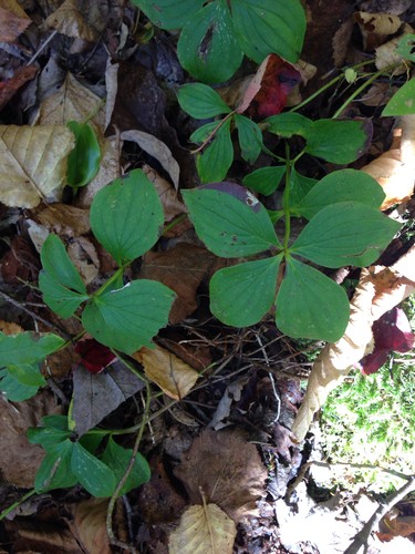 Cornejo rastrero (Cornus canadensis) - PictureThis