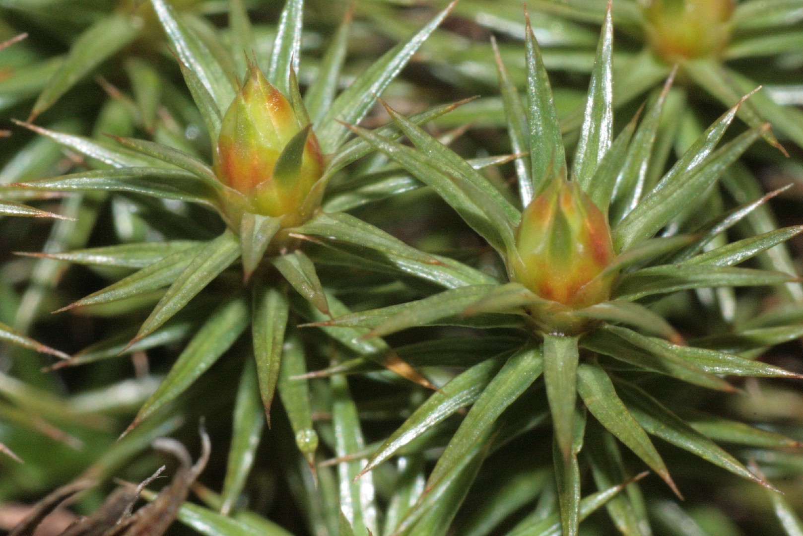 Wacholder-widertonmoos (Polytrichum juniperinum) - PictureThis