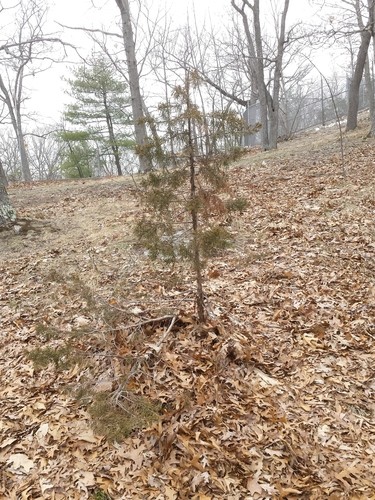 Cedro de Virginia (Juniperus virginiana) - PictureThis