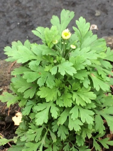 Altamisa (Tanacetum parthenium) - PictureThis