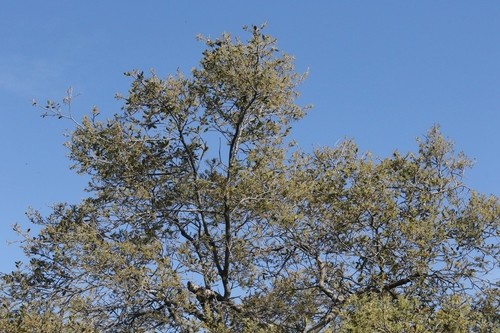 Quercus engelmannii - PictureThis