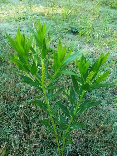 Queen's-delight (Stillingia sylvatica) Flower, Leaf, Care, Uses ...