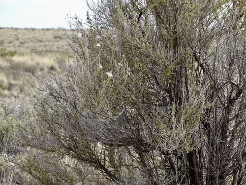 Pluma apache (Fallugia paradoxa) - PictureThis