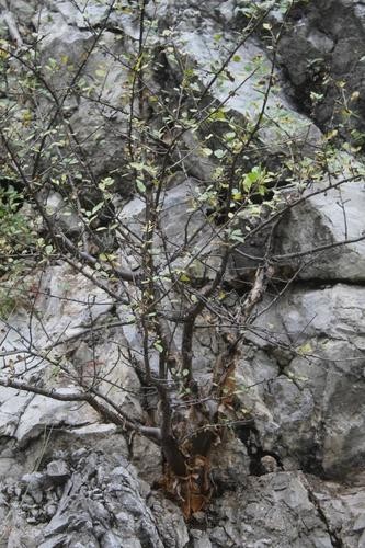 Bursera (Bursera) Flower, Leaf, Care, Uses - PictureThis