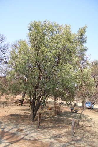 African sumac (Searsia lancea) Flower, Leaf, Care, Uses - PictureThis