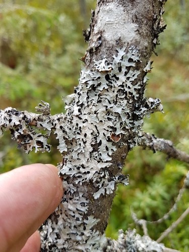 Shield lichens Care (Watering, Fertilize, Pruning, Propagation ...