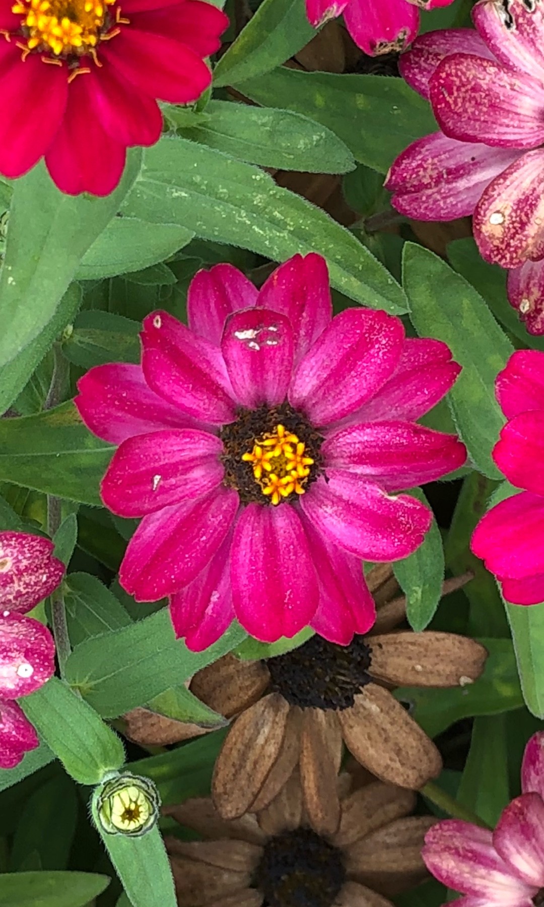 Gallito de monte (Zinnia peruviana) - PictureThis