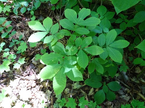 How to Plant and Grow Bitternut hickory(Carya cordiformis)