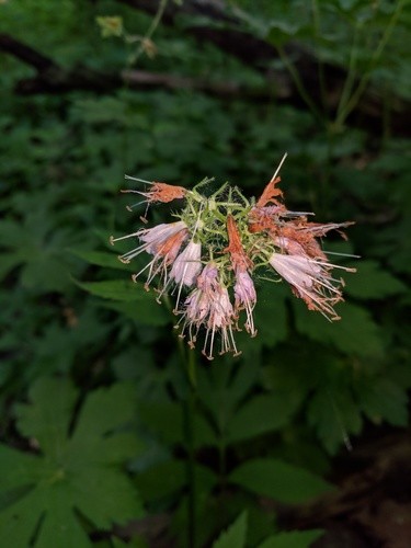 Virginia waterleaf (Hydrophyllum virginianum) Flower, Leaf, Care, Uses ...