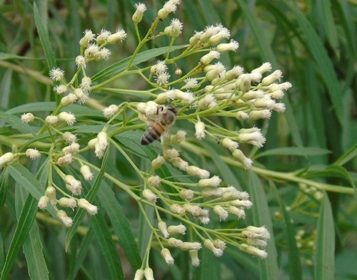 Azumiate (Baccharis salicifolia) - PictureThis