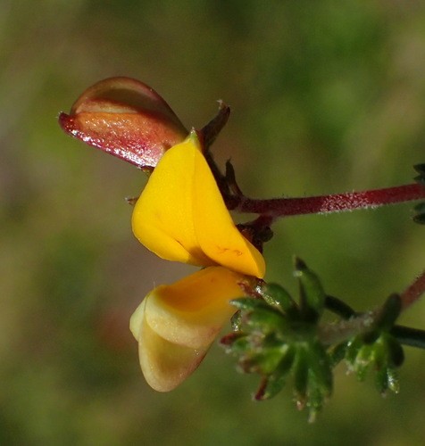 Aspalathus retroflexa 花言葉，毒性，よくある質問 - PictureThis
