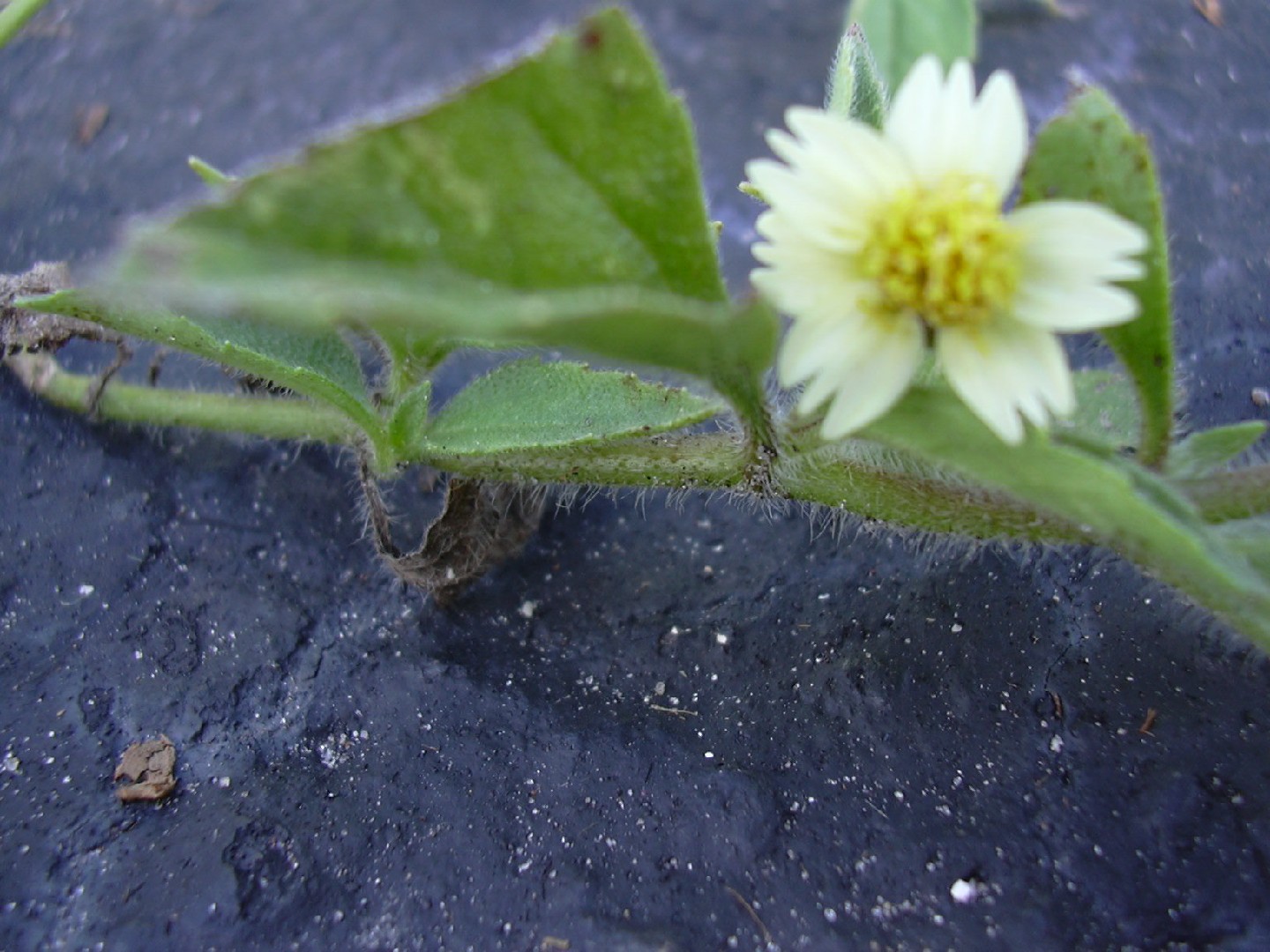 Hierba del toro (Tridax procumbens) - PictureThis